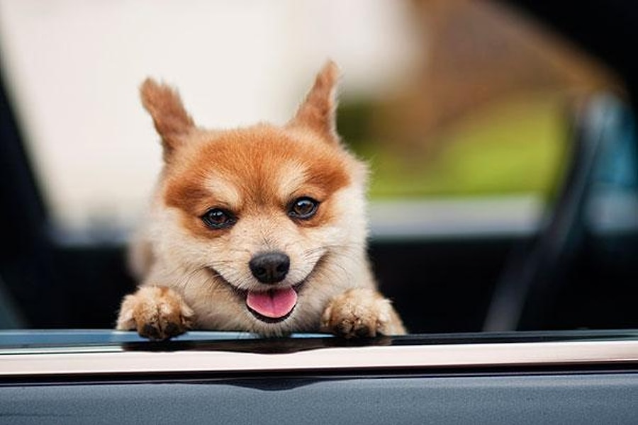 Hayvanlar da Güler! Çok Tatlı Gülümseyen 30 Süper Sevimli Hayvan - Onedio