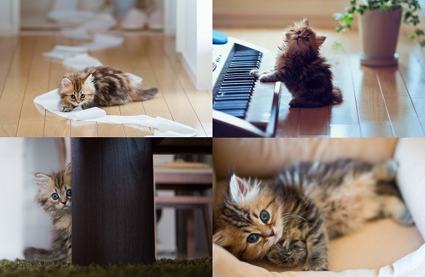 Kedi Yavrusunun Dünyanın En Şirin Hayvanı Olduğunun 25 Kanıtı Kedi Yavrusunun Dünyanın En Şirin Hayvanı Olduğunun 25 Kanıtı