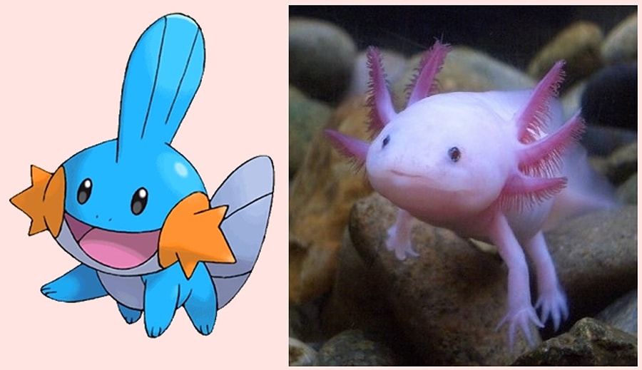 Pokemon'un Yaratıcılarının Gerçek Canlılardan Esinlendiğinin 35 İspatı ...