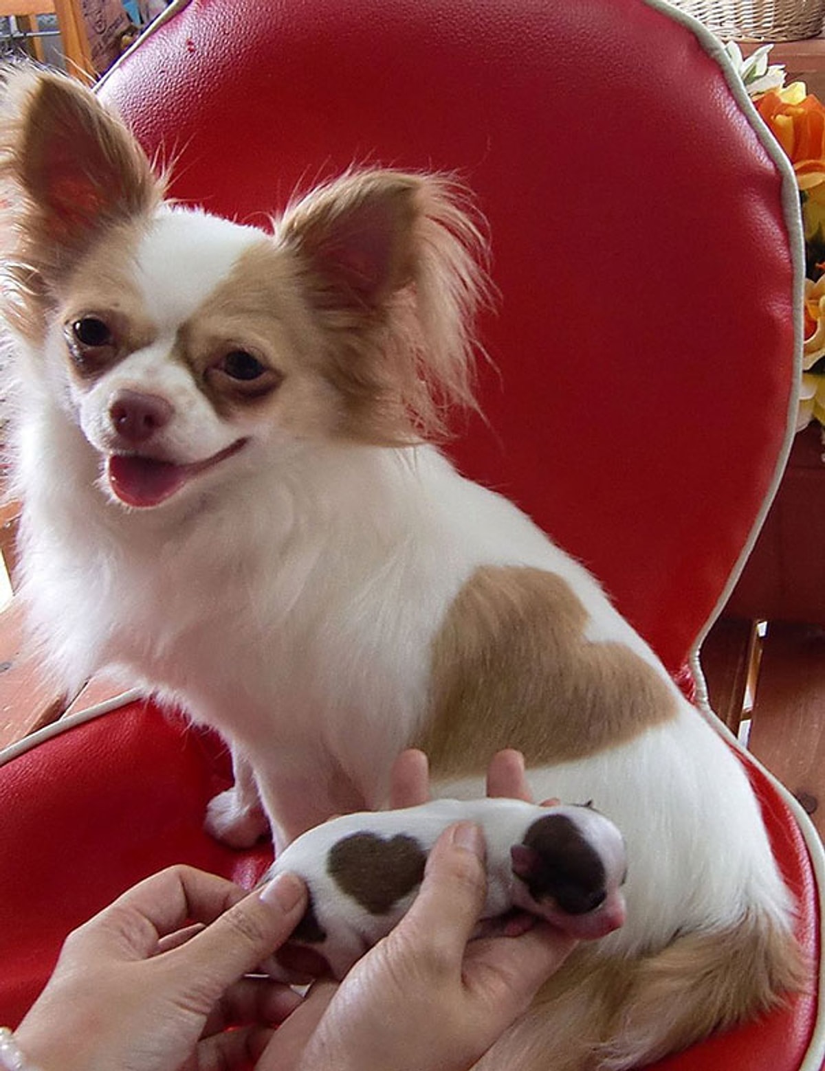 Tüylerinde Harika Desenler Olan 24 Sevimli Hayvan - Onedio