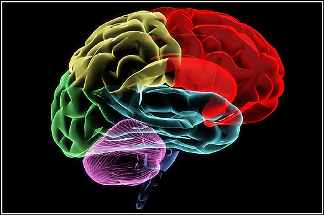 Sırlarla Dolu "Beyin" Hakkında Bilinmesi Gereken 24 Şaşırtıcı Gerçek
