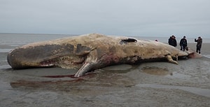 İspermeçet Balinası Danimarka’da Karaya Vurdu - Onedio
