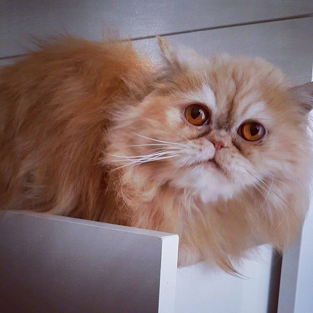 Romeo'dan Kedi Olmanın 14 Altın Kuralı