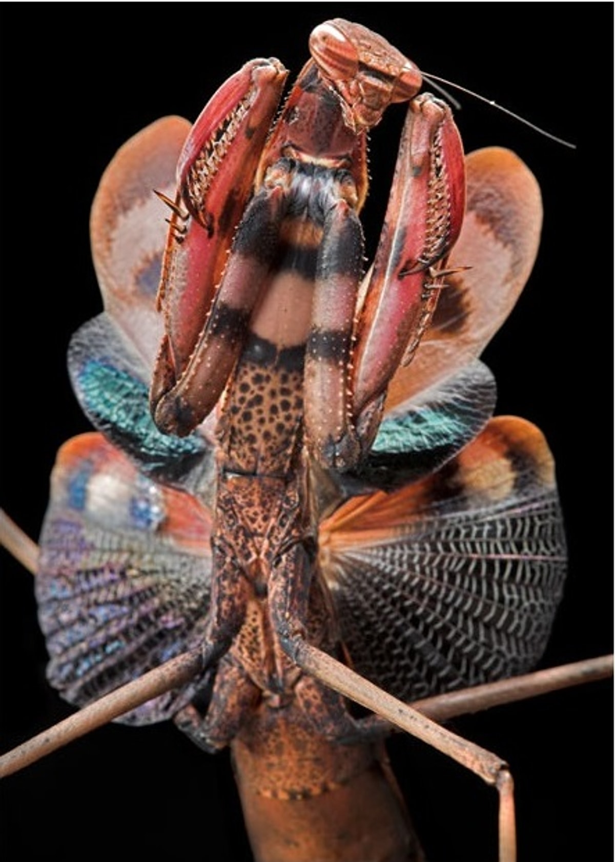 Dünyadaki Yaratıklar: 27 Karede Igor Siwanowicz'in Peygamberdevesi ve ...