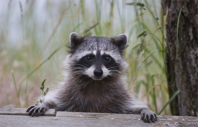 20 Awesome Things About Raccoons Guaranteed To Make You Adopt One ...
