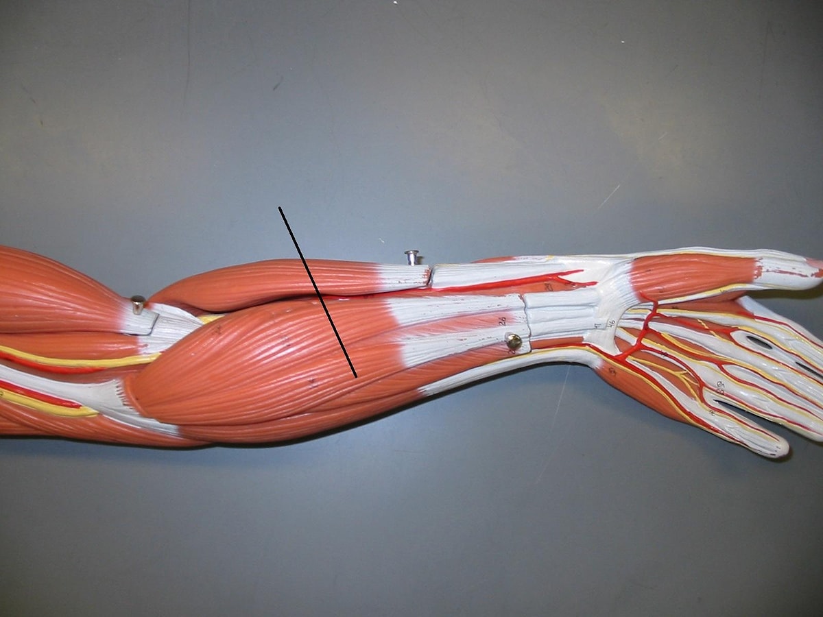 200.000 Yıllık İnsan Evriminin En Acayip Detaylarından Biri: Palmaris ...