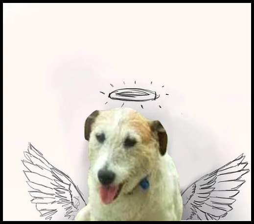 What Did We Do To Deserve Dogs? George the Jack Russell Dies Saving ...