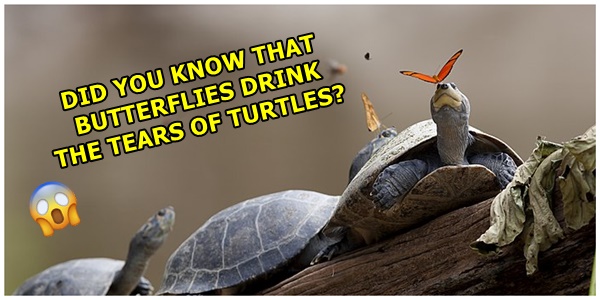 When You See These 17 Strange Eating Habits Of Animals You Will Be ...