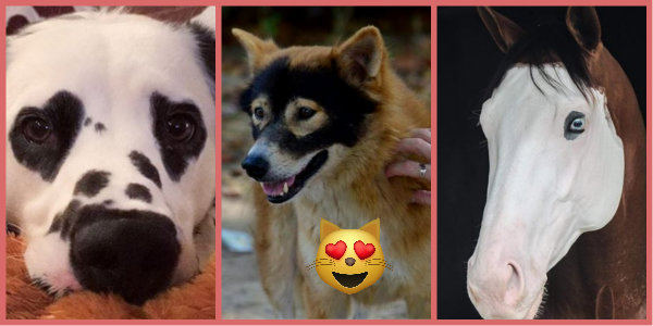 20 Stunning Animals Wearing Masks Since Their Birth - onedio.co