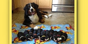 The Beauty Of Mixed Blood: 16 Multinational Children And Their Unique ...