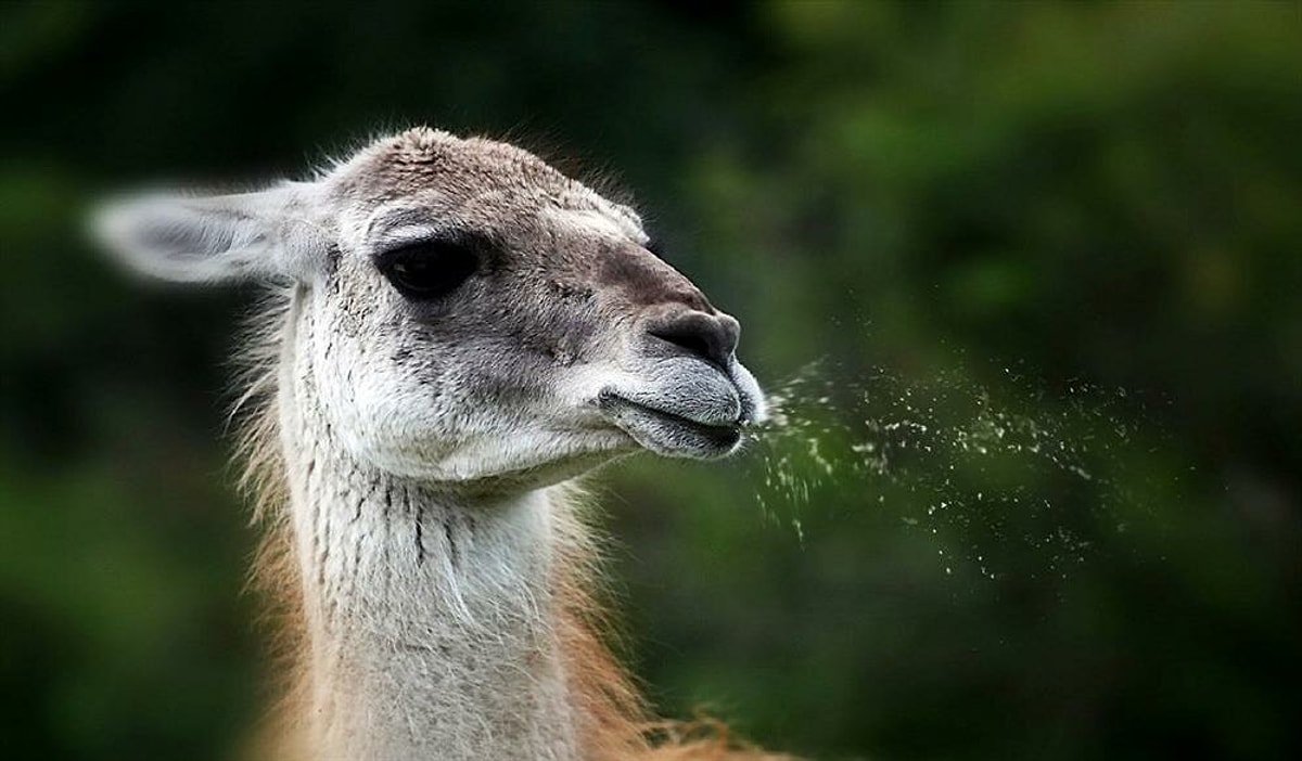 Lama Türleri: Develerin Yakın Bir Akrabası Olan ve Tükürmeleriyle ...