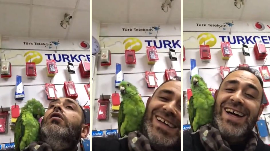 İnsan Dostu ile Birlikte Kahkaha Atan Melo İsimli Kuşun İzlerken Acayip ...