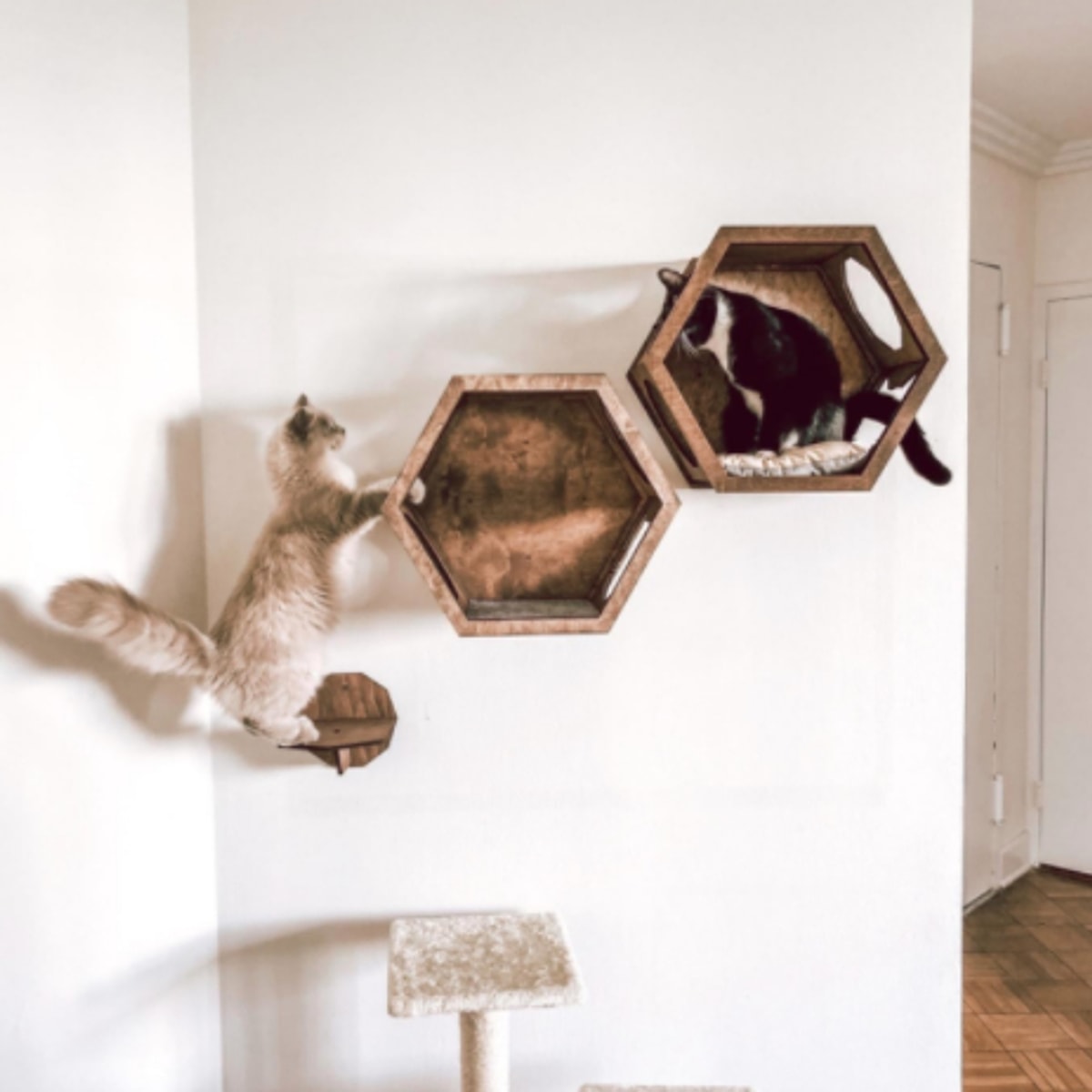 Muhtemelen Daha Önce Hiç Görmediğiniz 12 Evcil Hayvan Ürünü - Onedio