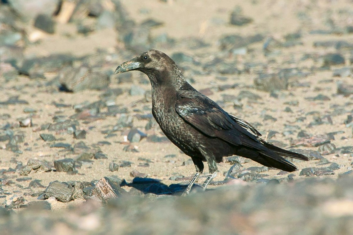 Türkiye'de Yaşayan 11 Farklı Karga Türü - Onedio