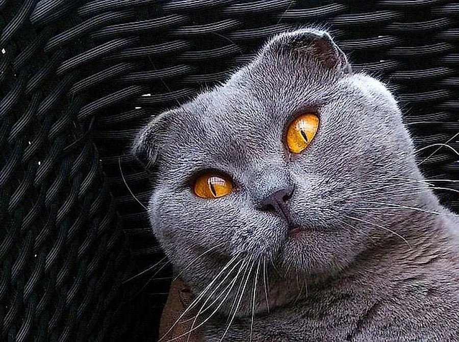Neden Scottish Fold Kedi Almamalıyız? - Onedio