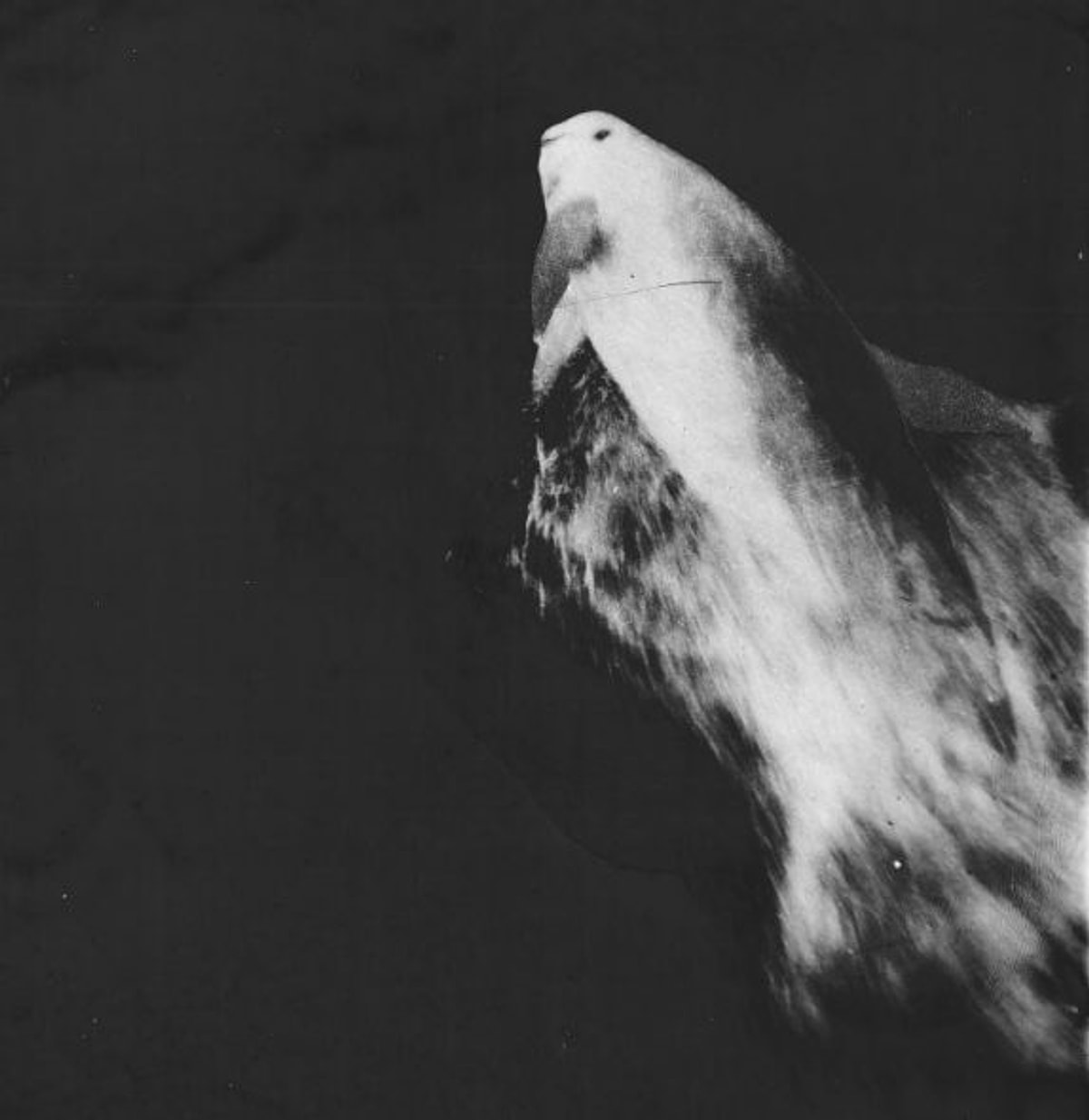 Gemicilerin Koruyucusu Haline Gelen Pelorus Jack - Onedio