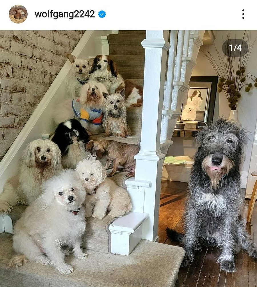 20 Hayvana Ev Sahipliği Steve Greig'in Hikayesi - Onedio