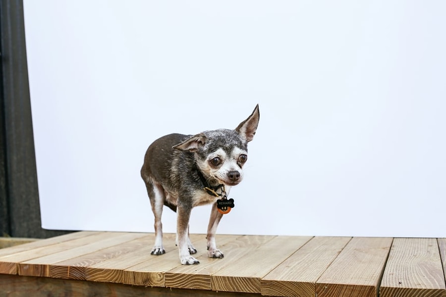 20 Hayvana Ev Sahipliği Steve Greig'in Hikayesi - Onedio