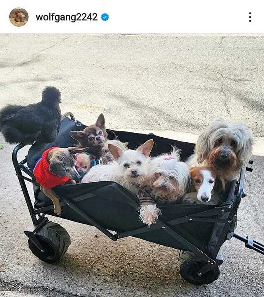 20 Hayvana Ev Sahipliği Steve Greig'in Hikayesi - Onedio