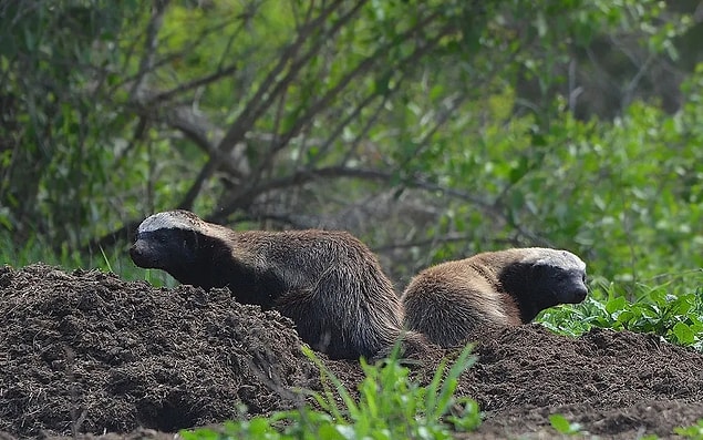 Hayvanlar Aleminin En Korkusuz Hayvanı Olan Bal Porsuğu Hakkında ...
