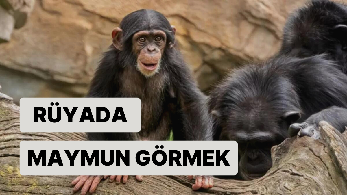 Rüyada Maymun Görmek, Sevmek Ne Anlama Geliyor? - Onedio