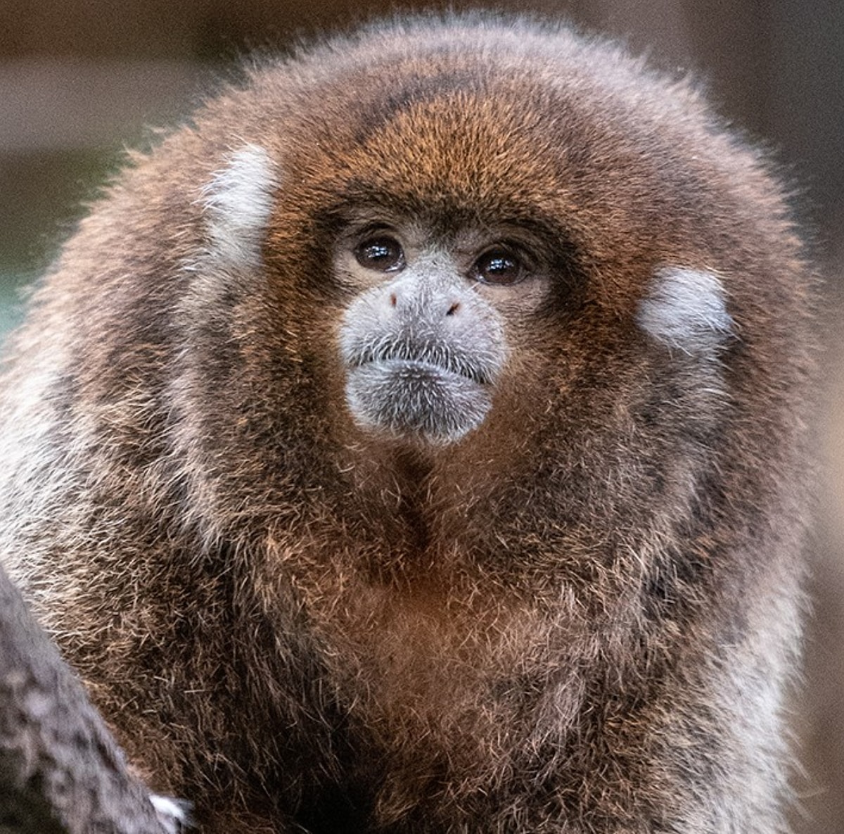 Maymun İnsan Benzerlik Oranı Neye Dayanıyor? - Onedio