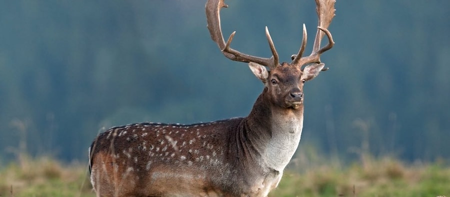 Geyik Türleri: Dünyanın Neredeyse Her Kıtasına Yayılmış Geyik Çeşitleri ...