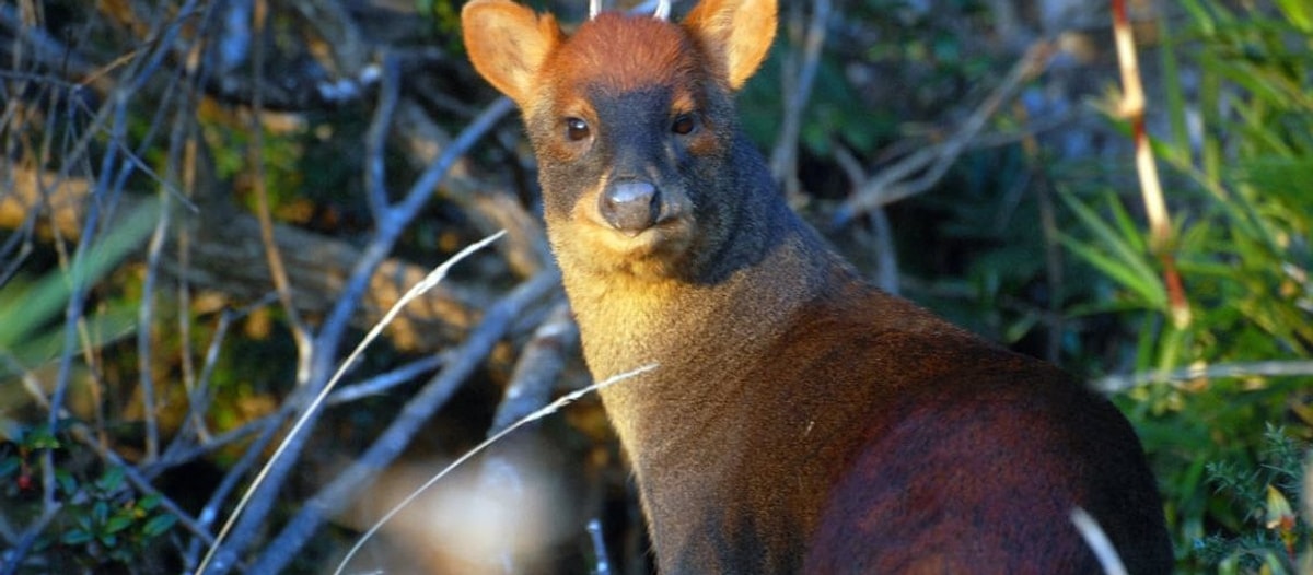 Geyik Türleri: Dünyanın Neredeyse Her Kıtasına Yayılmış Geyik Çeşitleri ...