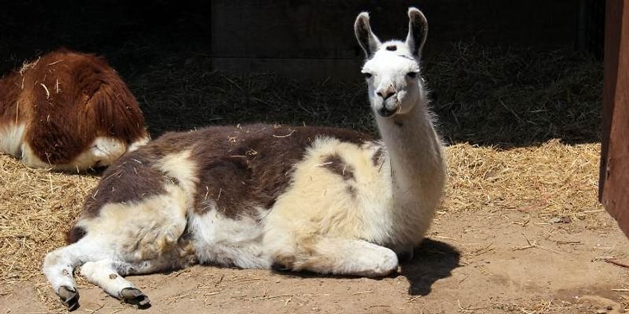 Lama Türleri: Develerin Yakın Bir Akrabası Olan ve Tükürmeleriyle ...