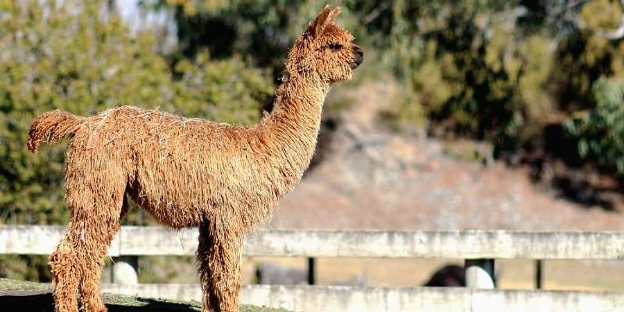 Lama Türleri: Develerin Yakın Bir Akrabası Olan ve Tükürmeleriyle ...