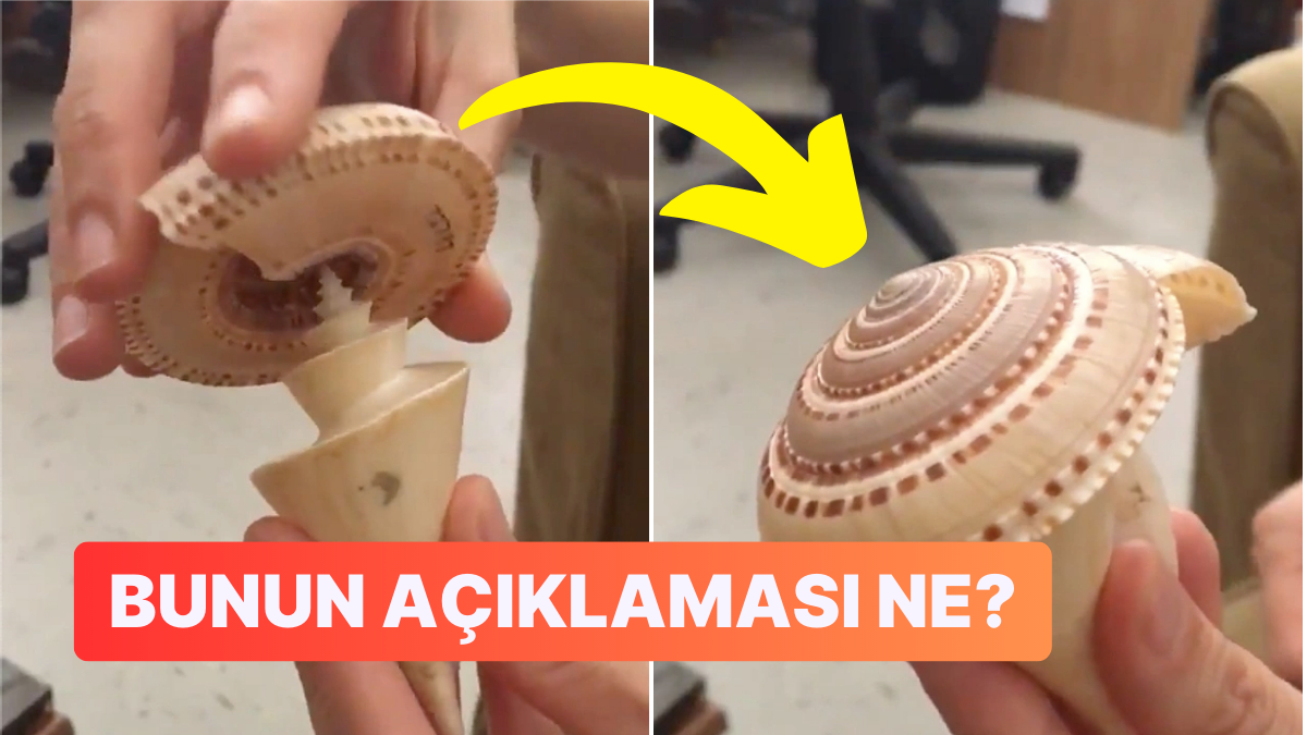 Farklı Salyangoz Kabuklarının Uyumu - Onedio