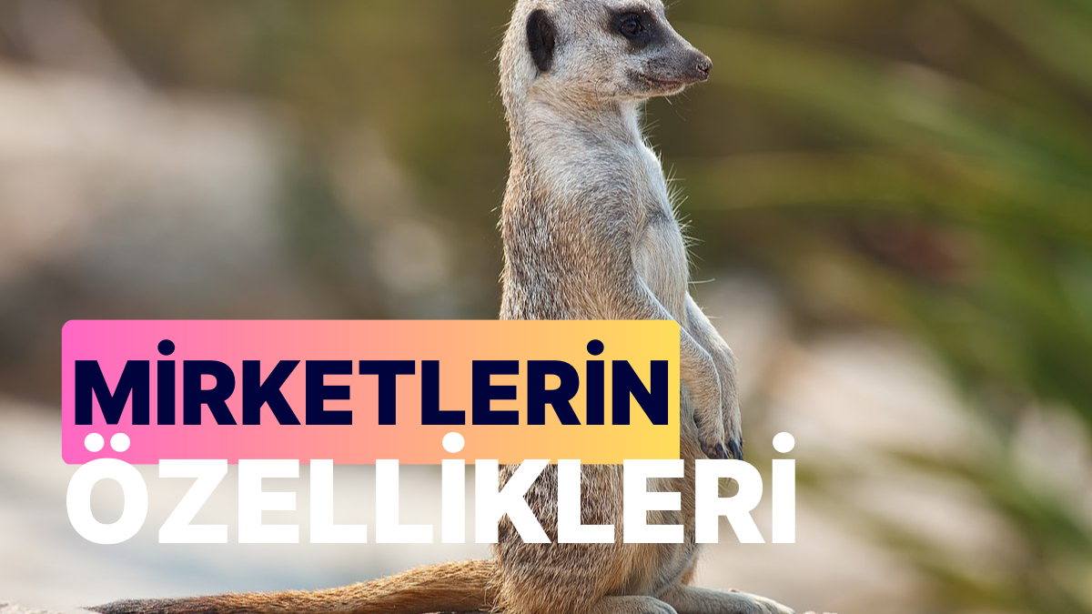 Mirketlerin Özellikleri: Afrika'nın Sosyalliği İle Ünlü Memelisi Mirket ...