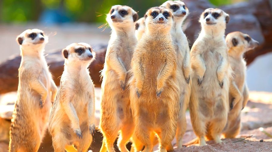 Mirketler Sevdiğini Başkasıyla Görünce Ölür mü? - Onedio