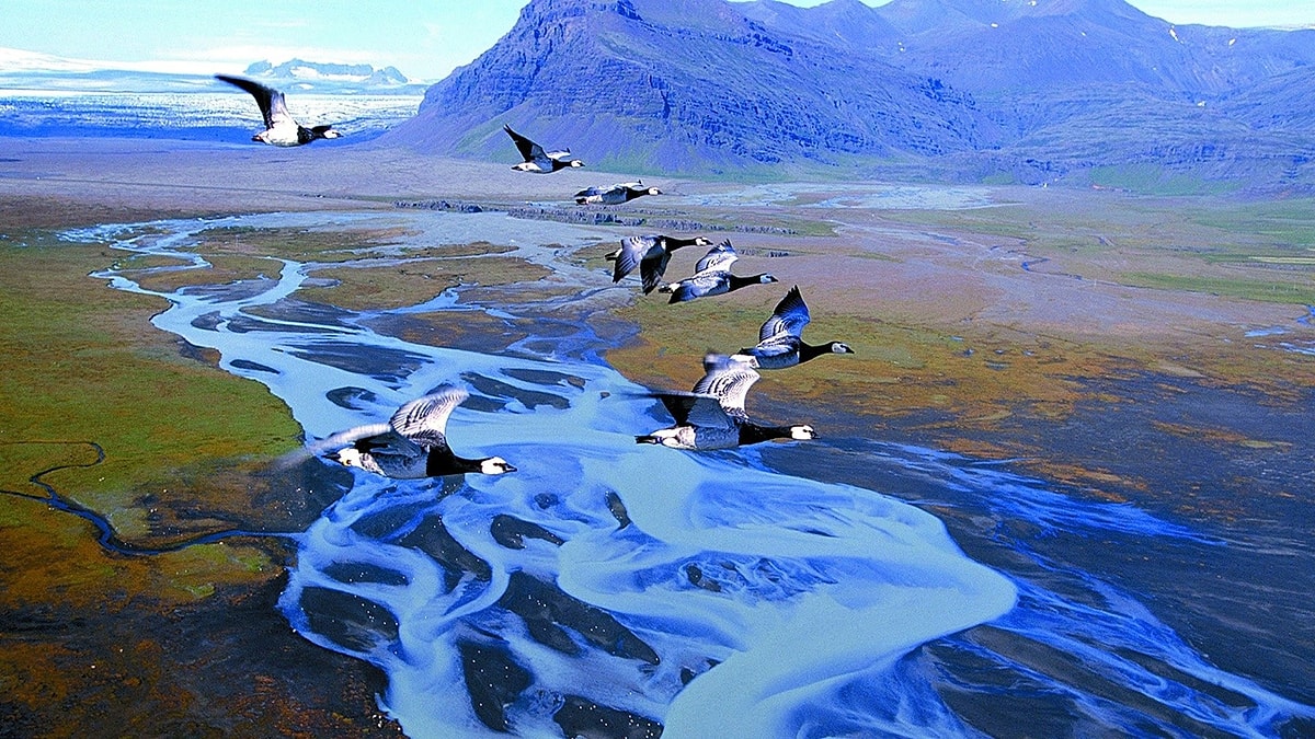 İzlemeye Doyamayacağınız Harika Doğa Belgeselleri - Onedio