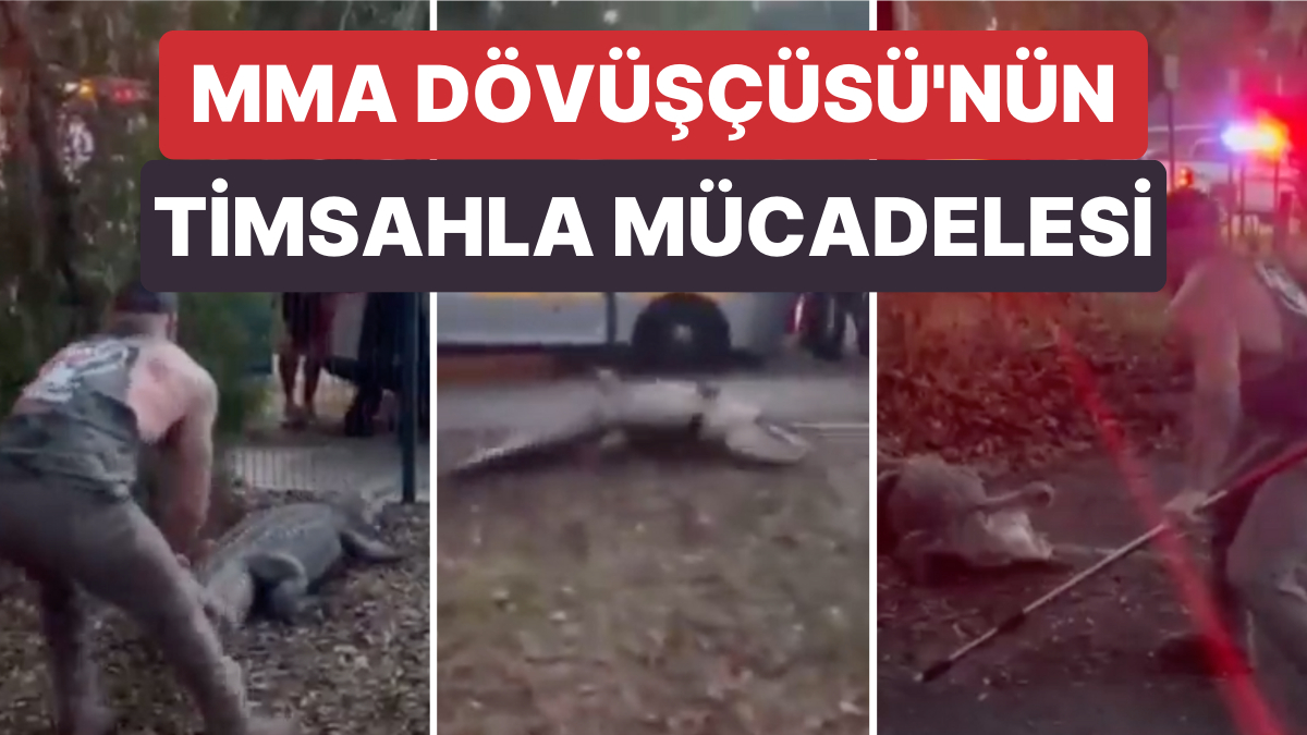 MMA Dövüşçüsü Mike Dragich'in İlkokulun Önündeki Timsahı Yakalamaya ...