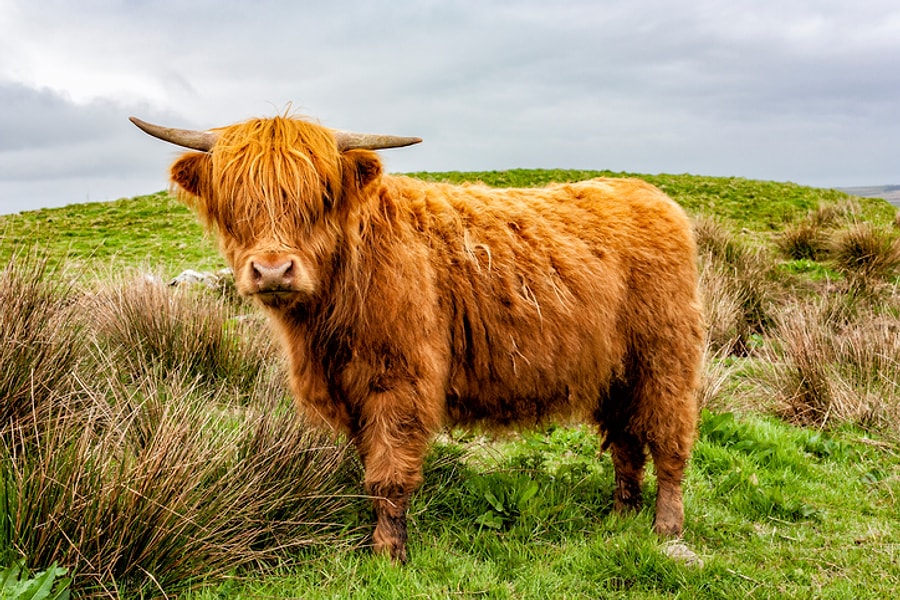 Highland Sığırı Hakkında Bilgiler - Onedio
