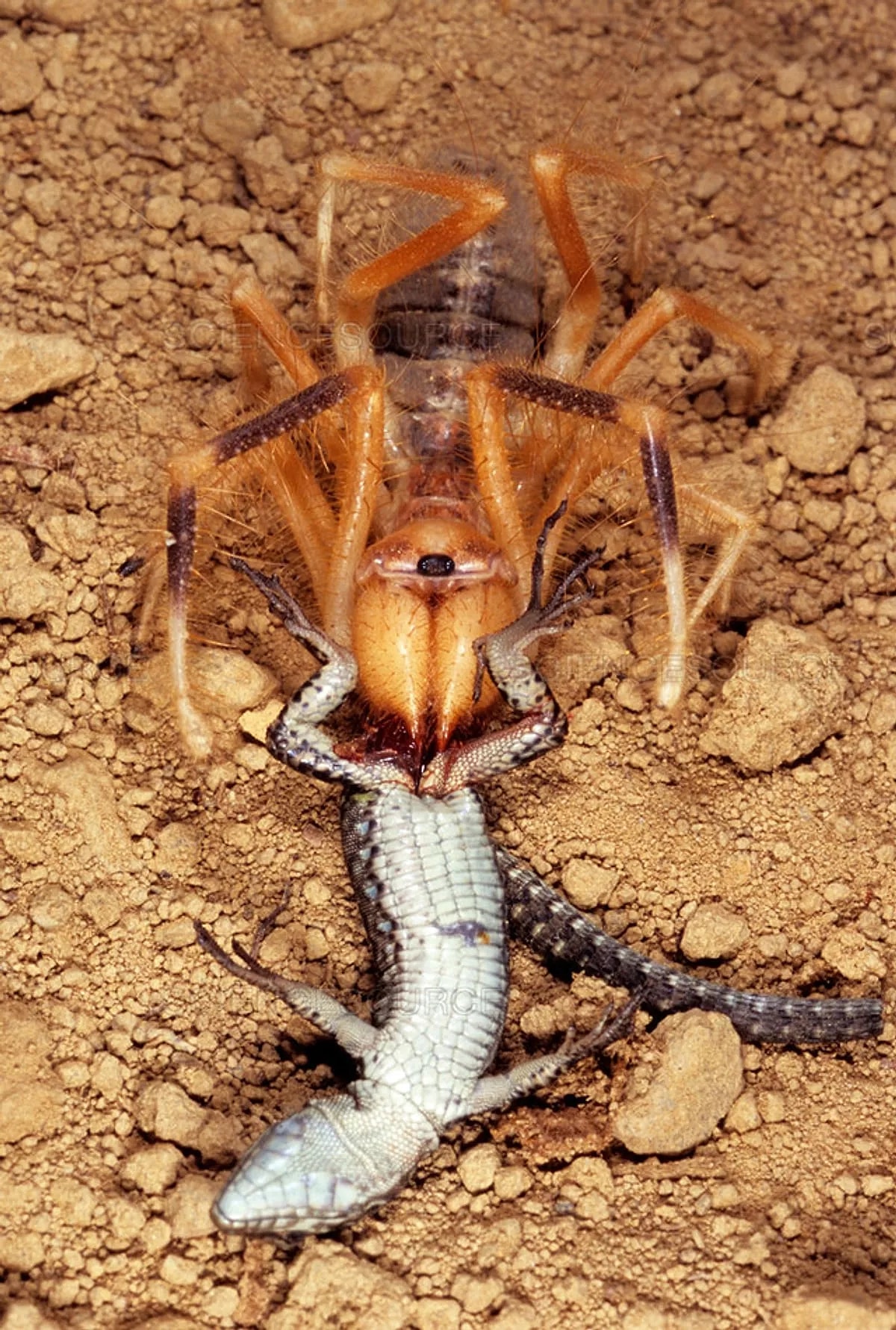 Doğanın Korkutucu Yüzünü İliklerinize Kadar Hissetmenize Sebep Olacak ...