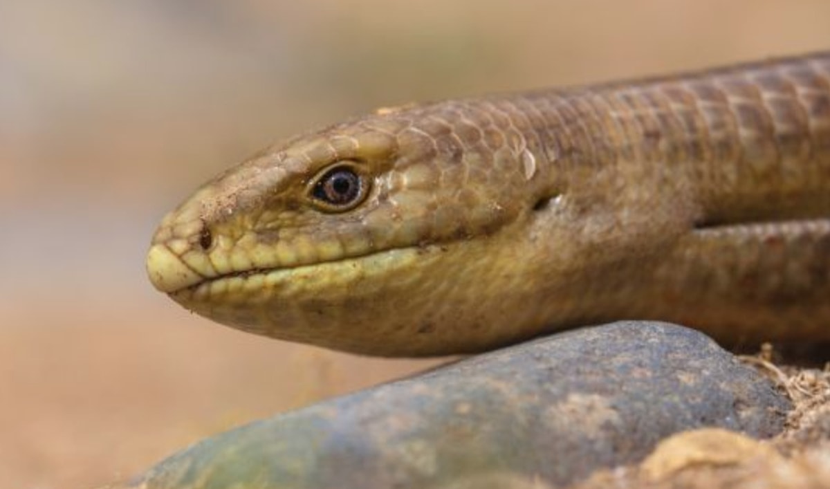 Yurdum İnsanının 'Yakışıklılığıyla' Büyüleyen Kertenkele Türüne Verdiği ...