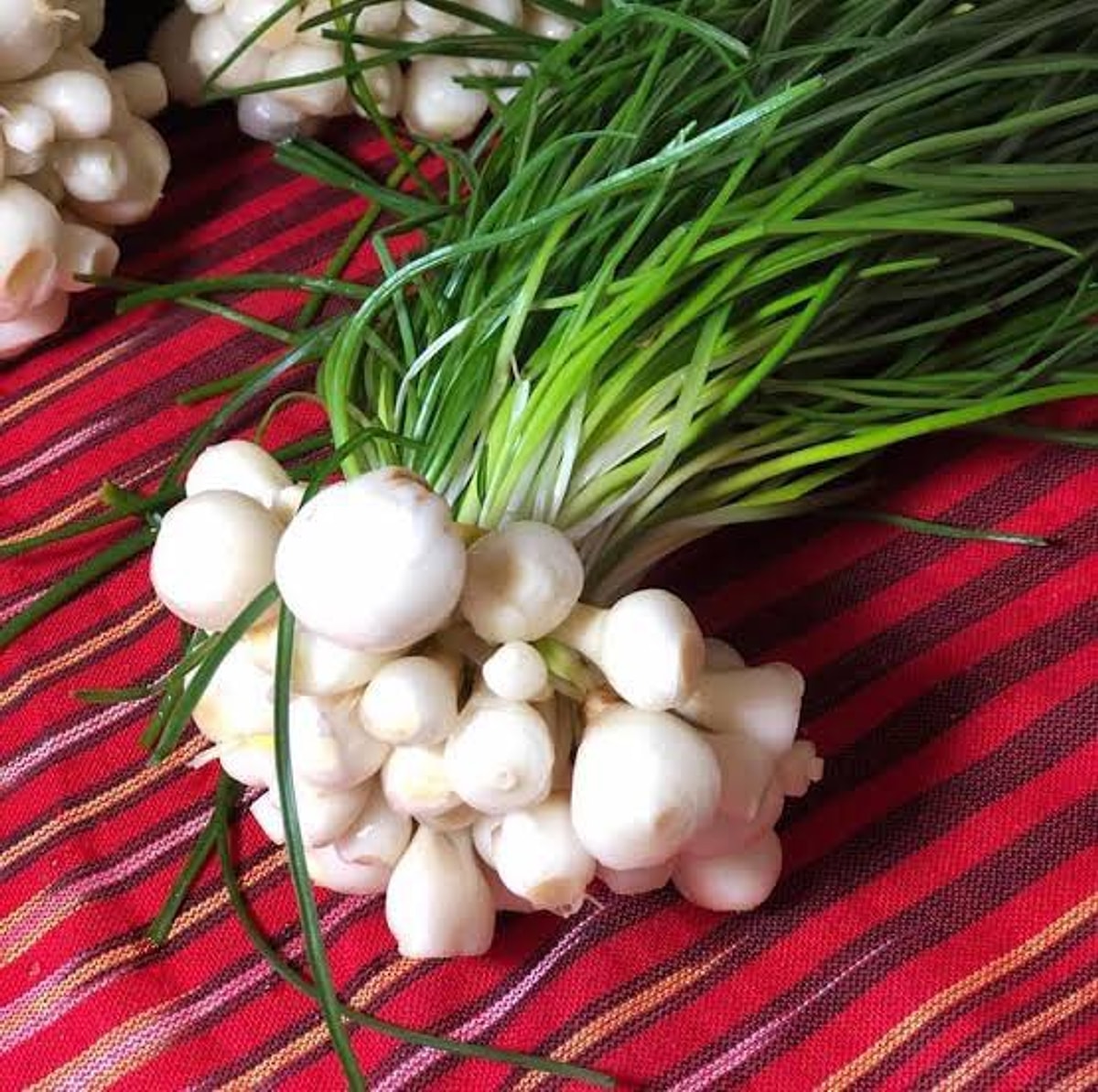 Sakarca Otu Faydaları Nelerdir? - Onedio