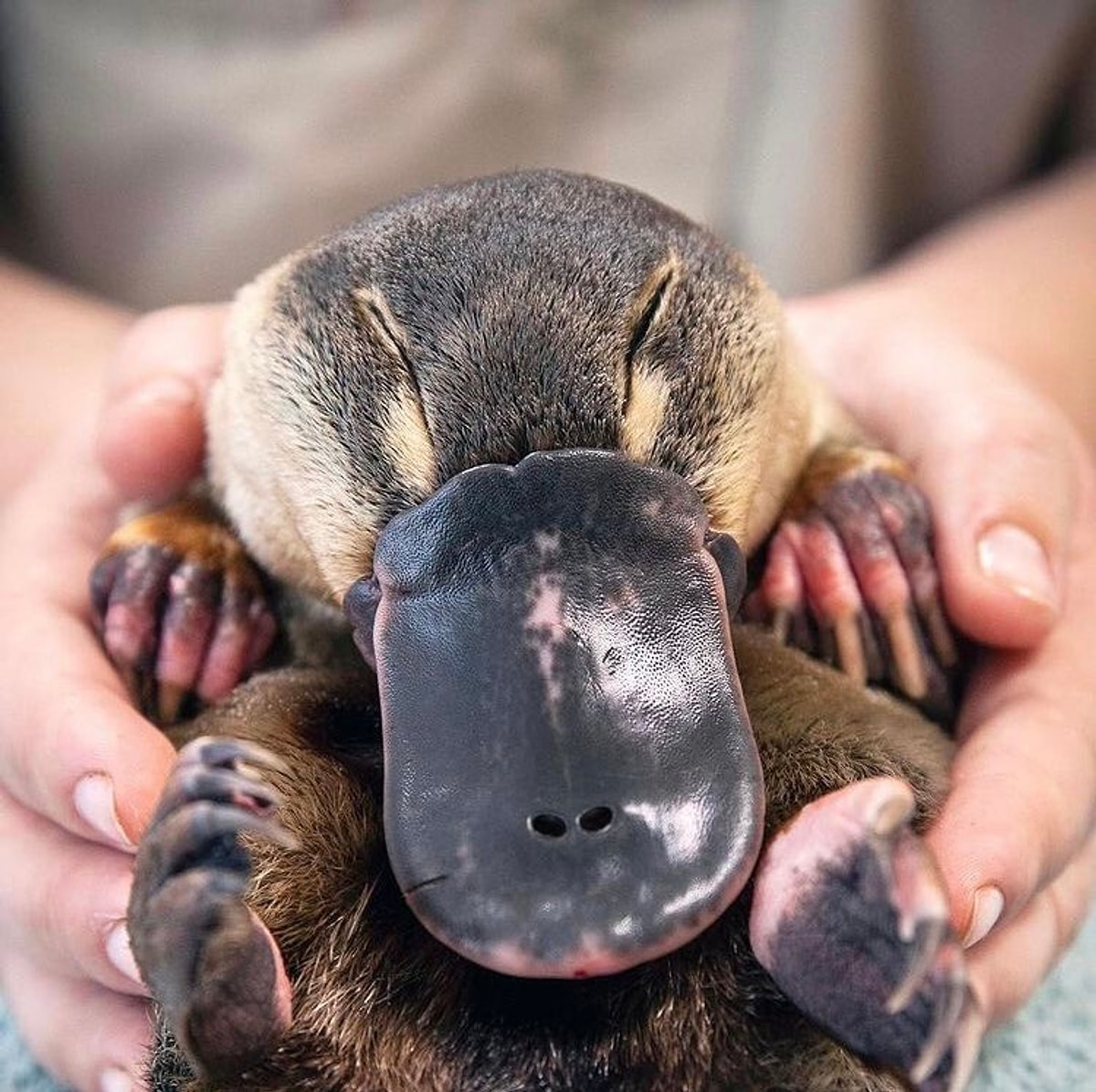 Ornitorenk Nedir? - Onedio