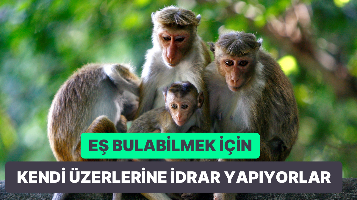 Şaşırmaya Hazır mısınız? Maymunlar Hakkında Daha Önce Hiç Duymadığınız ...