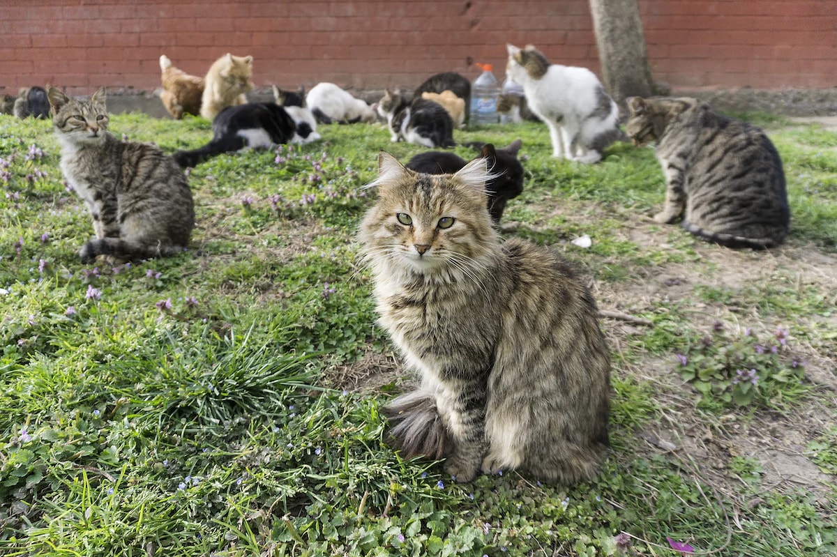 Cats in Turkey: A Beloved and Ubiquitous Presence - Onedio