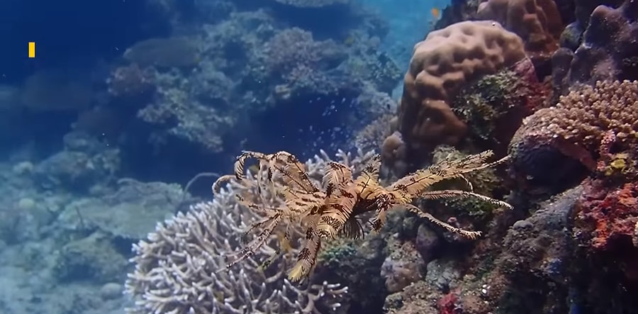 Yeni Bir Canlı Türü Ortaya Çıktı - Onedio