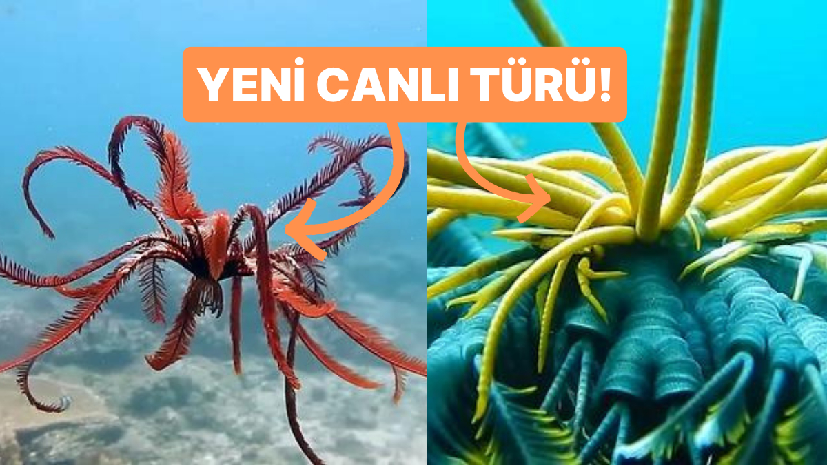 Yeni Bir Canlı Türü Ortaya Çıktı - Onedio