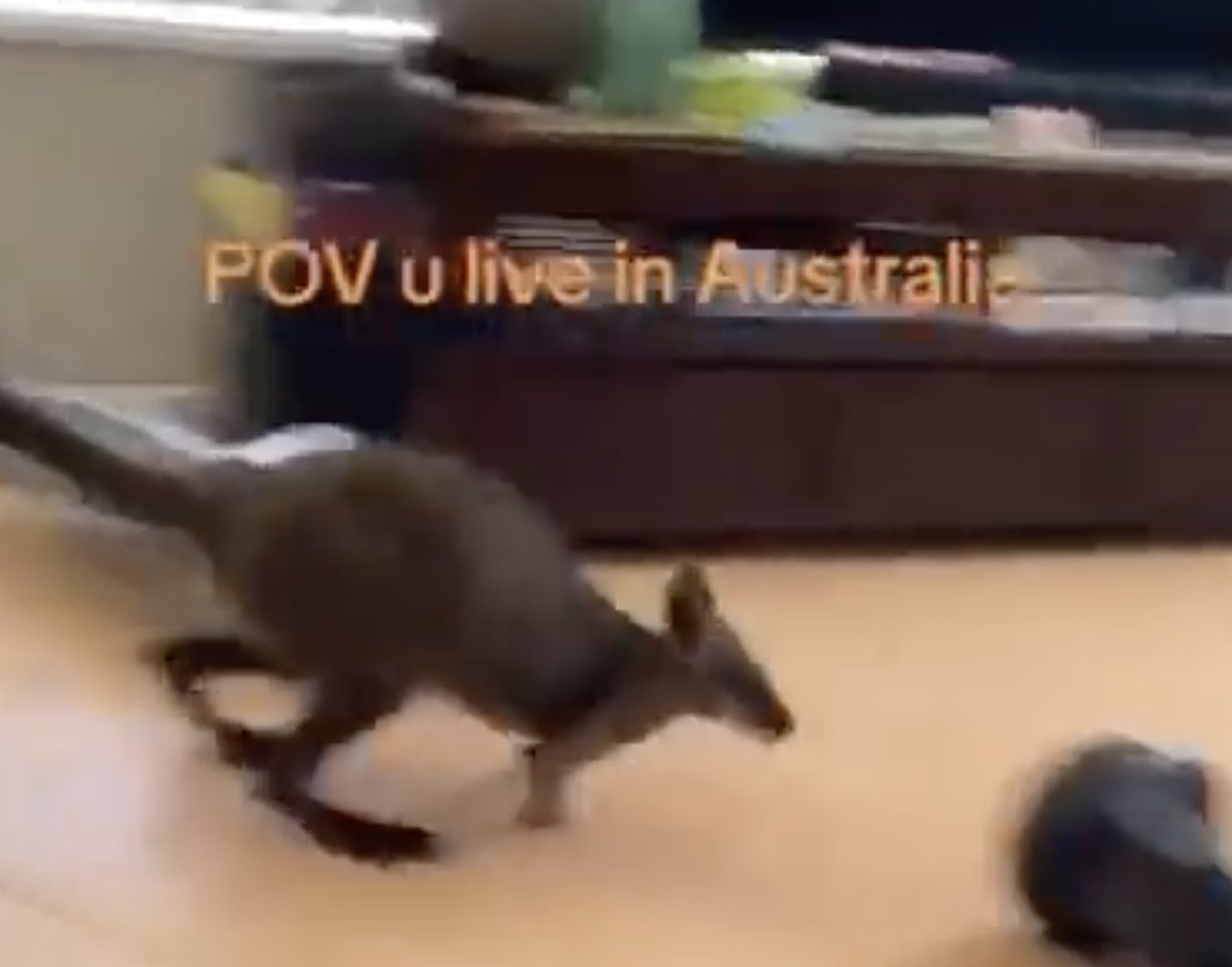 Avustralya'da Bir Eve Giren Yavru Kanguru Ev Sahiplerine Gergin Anlar Yaşattı - Onedio