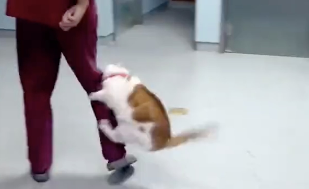 Aşı İçin Veterinere Götürülen Kedi Aşısını Yapacak Olan Veterinere ...