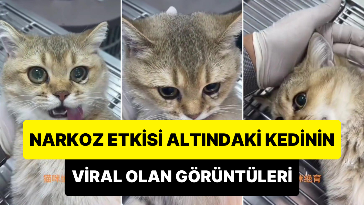 Narkoz Verilen Kedinin Gözyaşlarını Görünce 40 Parçaya Bölüneceksiniz ...