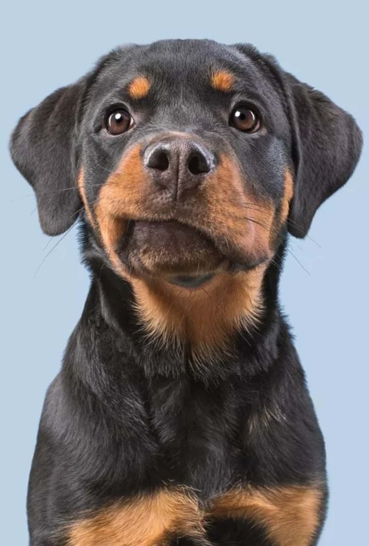 Köpeklerin Yaşam Süreleri Üzerine Yapılan Araştırma Hangi Irkların En ...