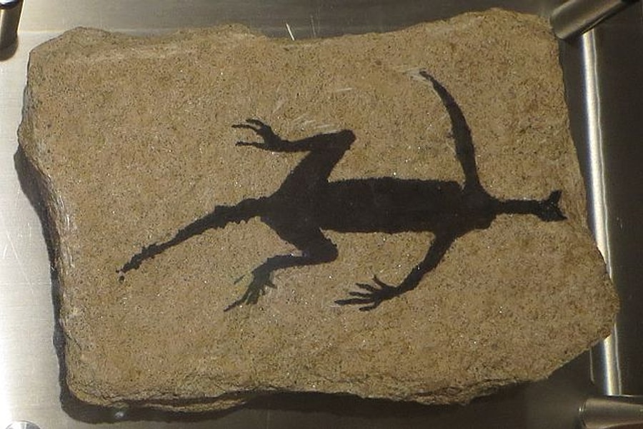 Ödüllü Fosilin Boyama Olduğu Anlaşıldı! - Onedio