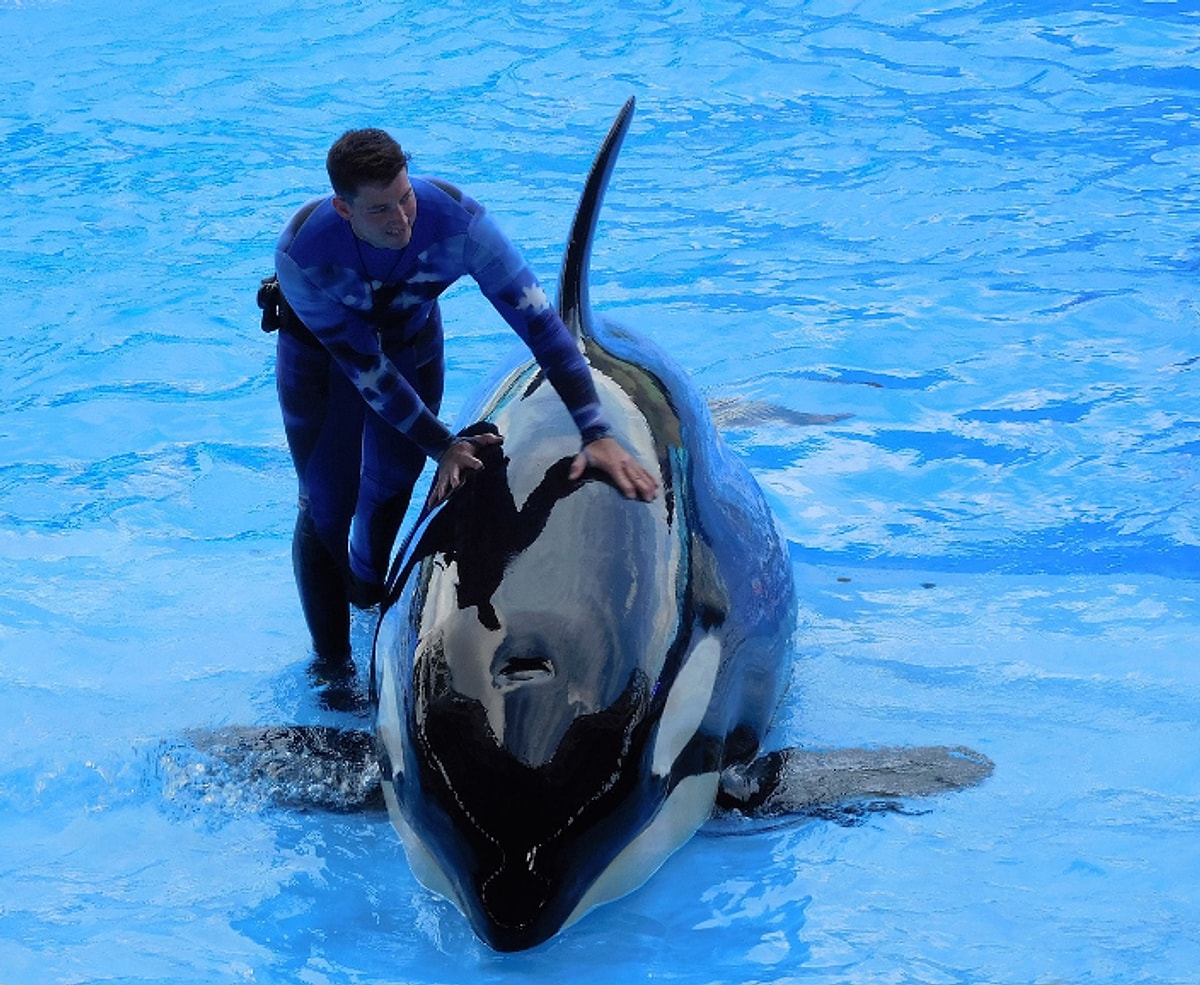 Katil Balina Rehberliğinde Bir Bilinçaltı Serüveni - Onedio
